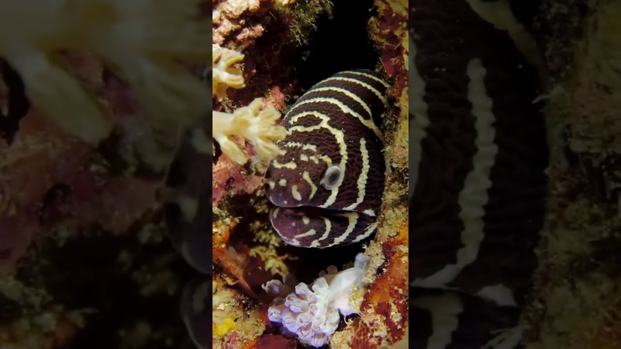 Black and white striped zebra moray eel swims out of its hiding hole # ...