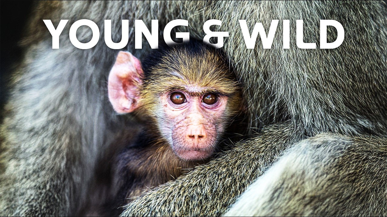 Wild Beginnings: The Journey From Baby Animals First Steps 🐾 - YouTube