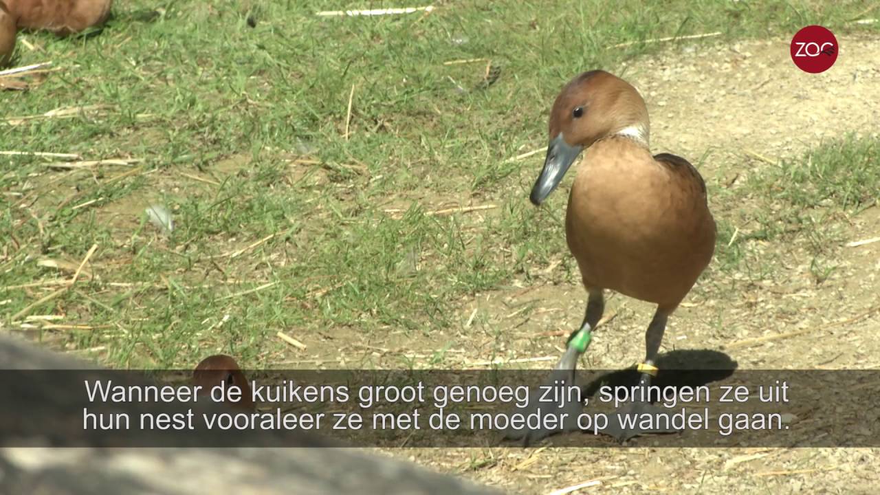 De gele boomeend in de Savanne volière - YouTube