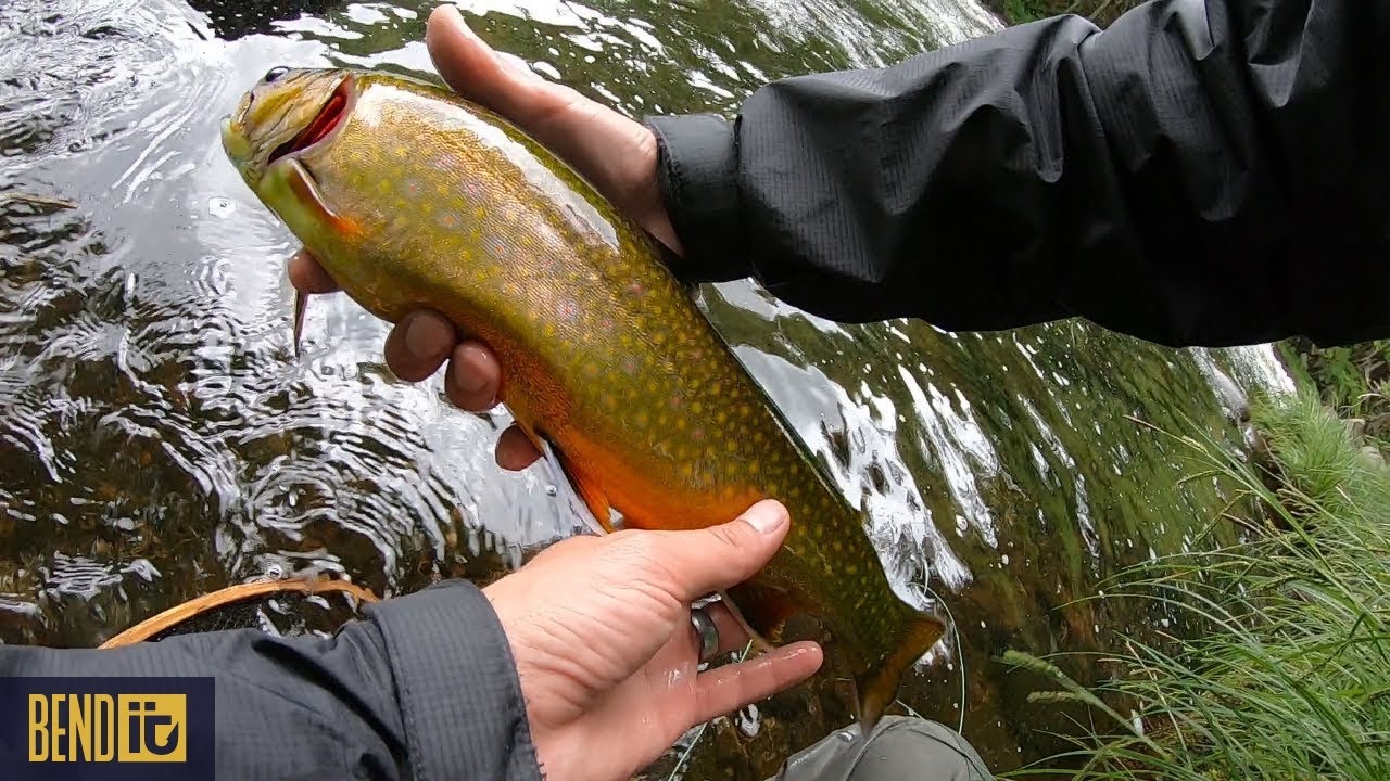 My New Favorite Fly Fishing Only Spot - YouTube