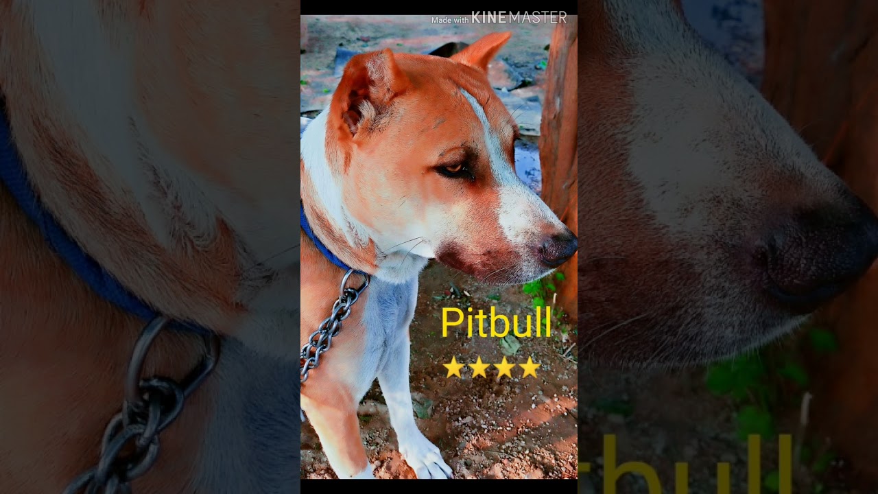 Pitbull best fighter dog - YouTube