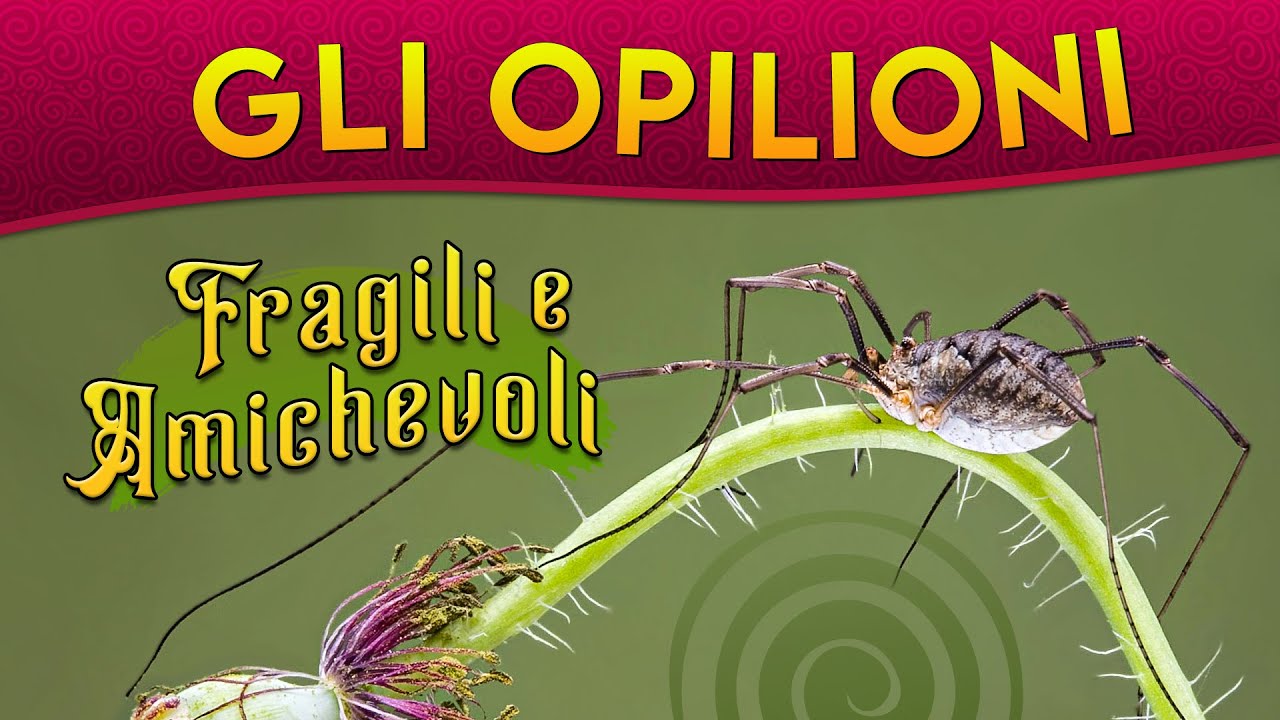 Gli Opilioni: fragili e amichevoli Puntata 145 - YouTube