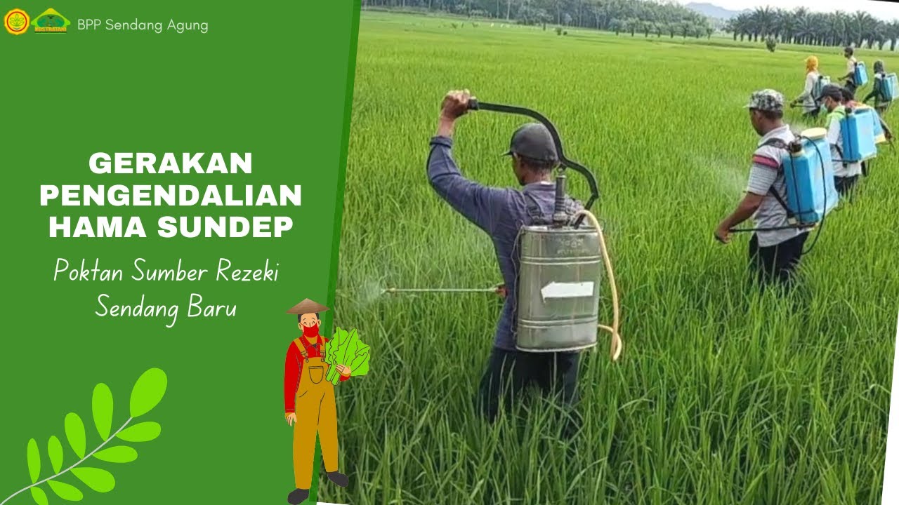 Gerakan Pengendalian Hama Sundep Kelompok Tani Sumber Rezeki Sendang ...