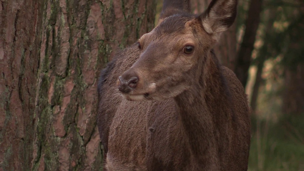 Red deer Close Encounter, Veluwe movie - YouTube