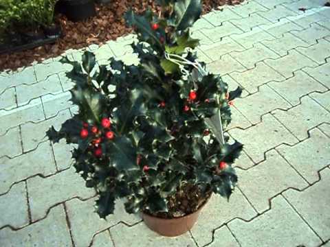 Ilex meserveae Blue Angel - YouTube