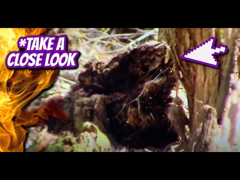 Sasquatch BMR Extra / Teeth Showing?! / NJ / 4.24.22 (solo quickie ...