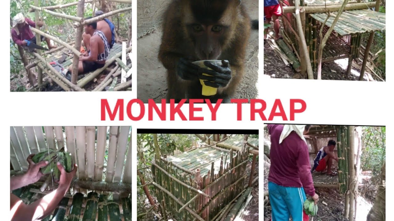 HOW TO MAKE A MONKEY TRAP / KULANGAN NG UNGGOY - YouTube