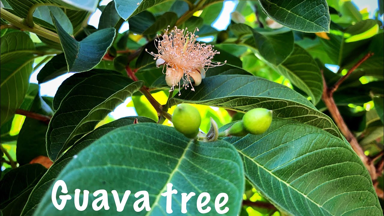 Guava tree flowering in June - YouTube
