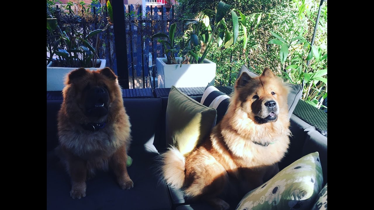 The Chows Attack!! - YouTube