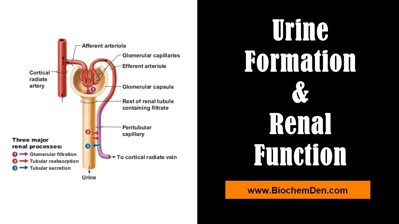 Basic mechanism of Urine formation & Renal Function - YouTube