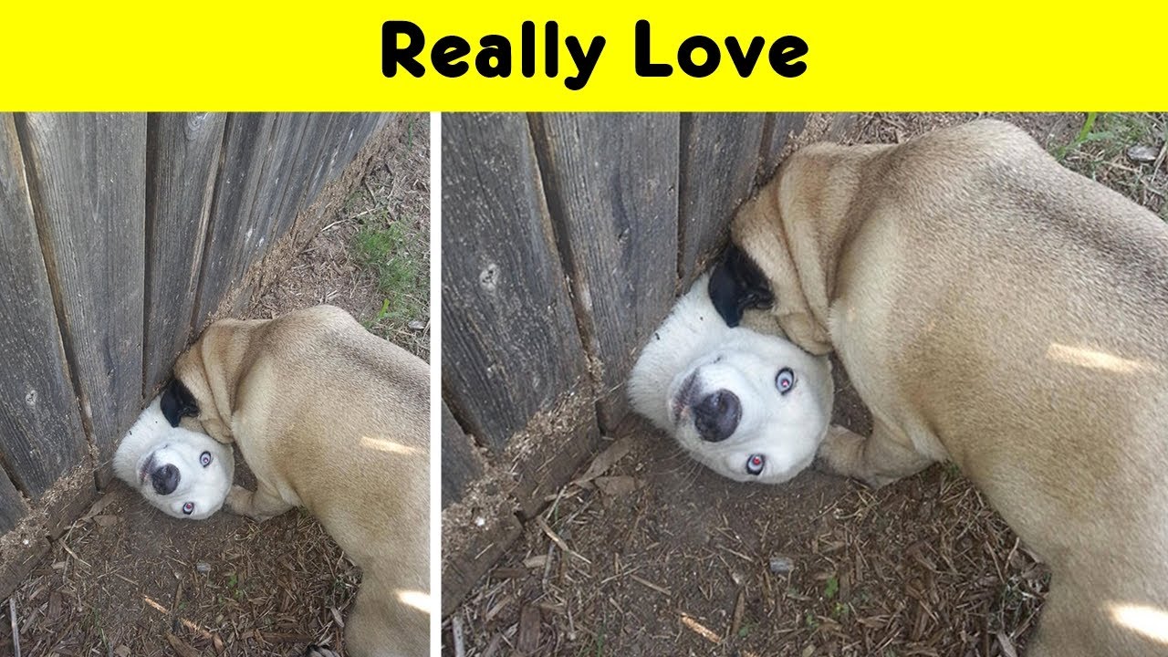 Idiot Dogs That Will Hopefully Make Your Day | Memes Time - YouTube