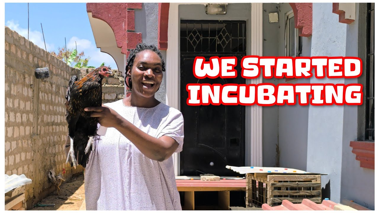 Let's start incubating #poultry #poultryfarming #poultryfarm #homestead ...