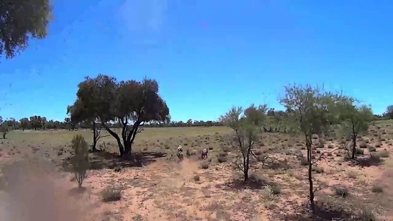 Pig shooting 30-30 - YouTube