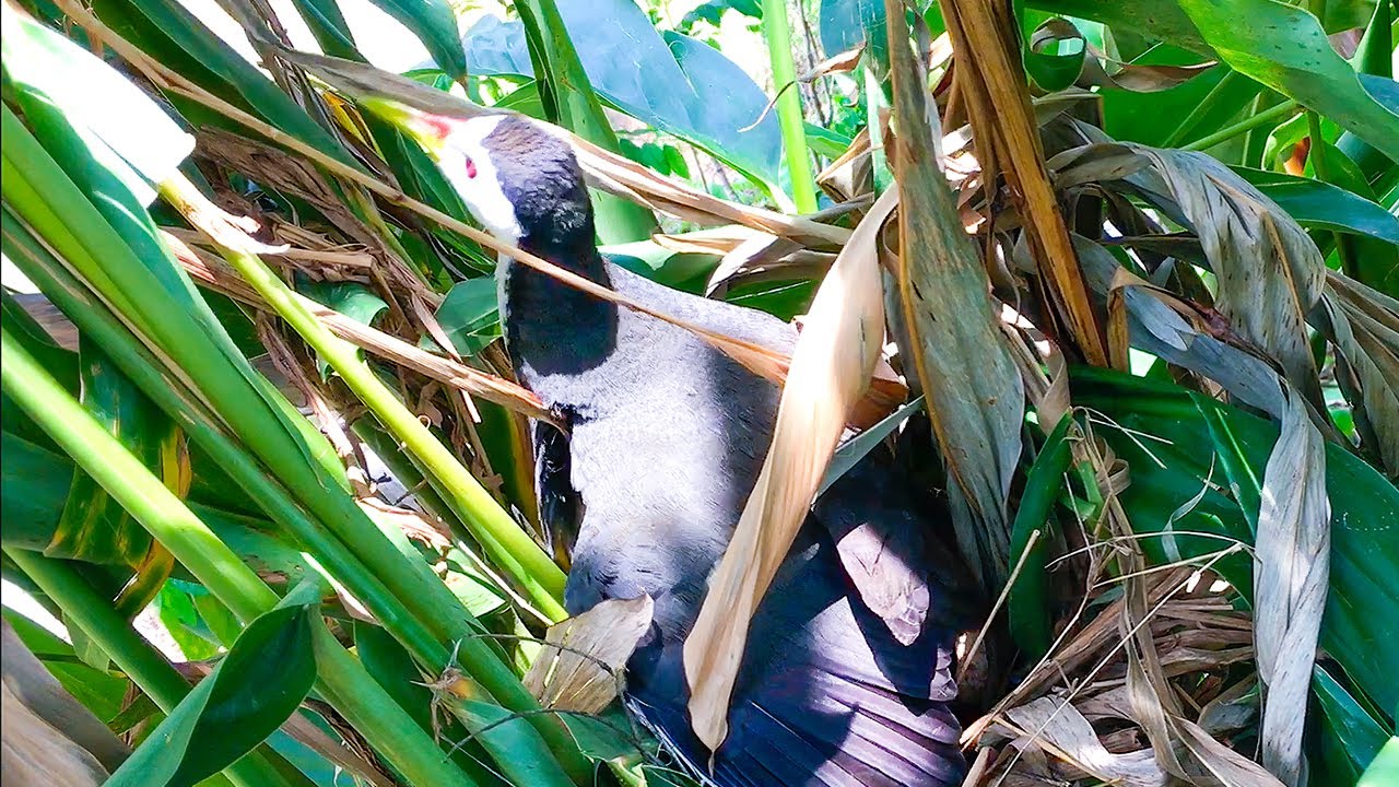 Messy Nest Disrupted Mother Bird's Sleep (End) – Egg-laying Process and ...