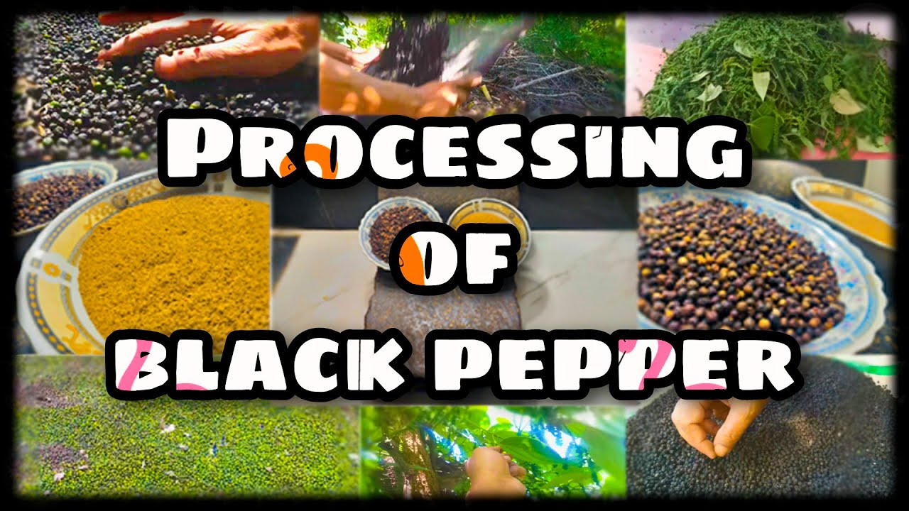 Processing of black pepper - YouTube