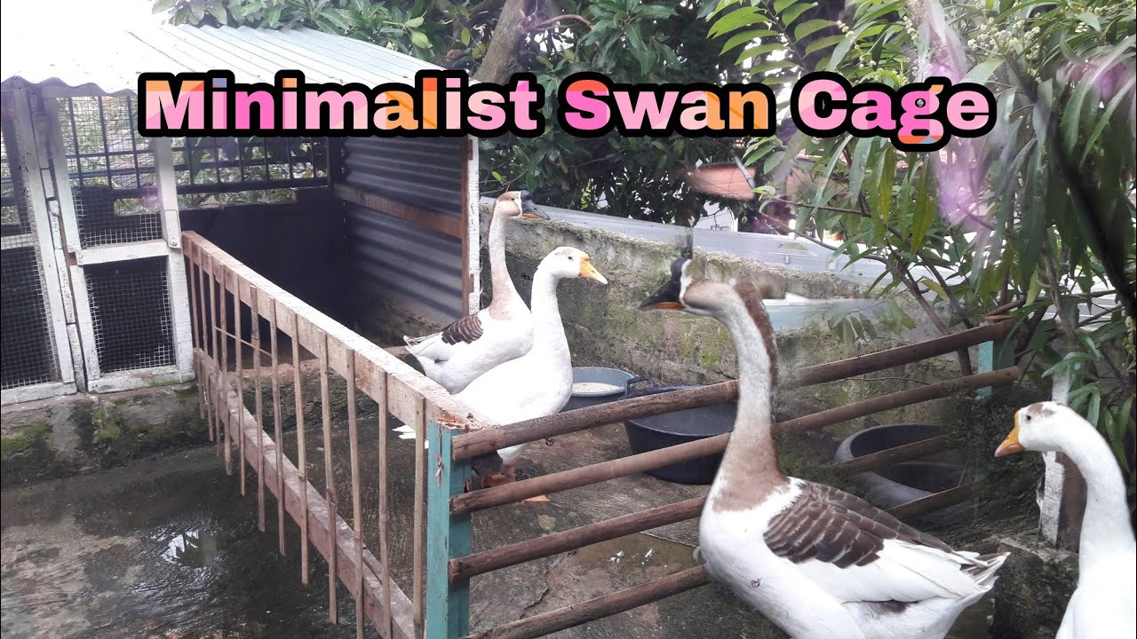 TERNAK ANGSA DIKANDANG 2X1 || SEPASANG ANGSA SUPER BESAR - YouTube