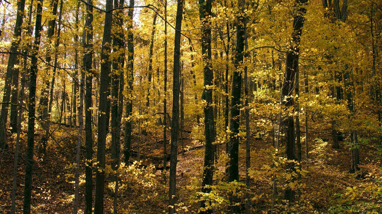Louisville Parks Series - A Hidden Gem In All Its Fall Glory - YouTube