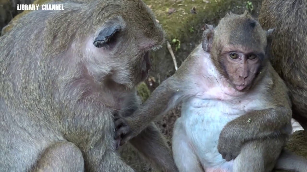 Sweet Pea Monkey Cry Loudly Cos Angry Mum, Spoil Monkey Jealous Baby ...