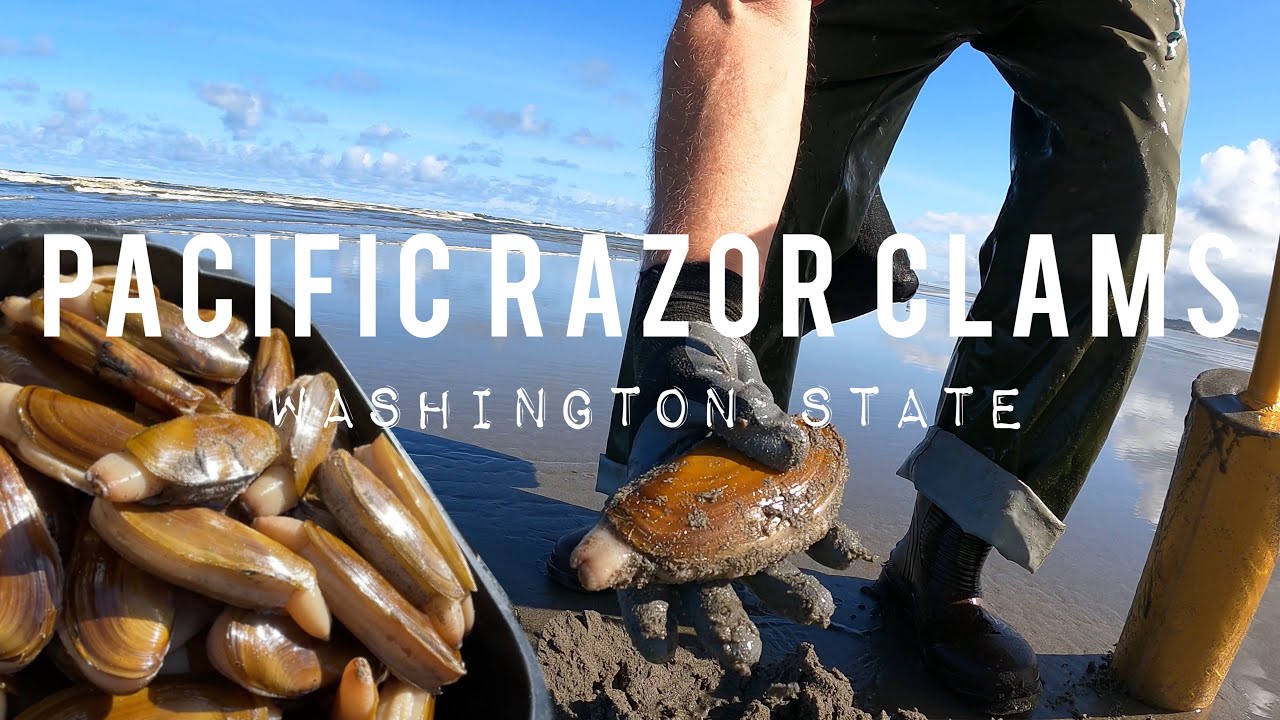 Best Month to Dig Razor Clams for Beginners - YouTube