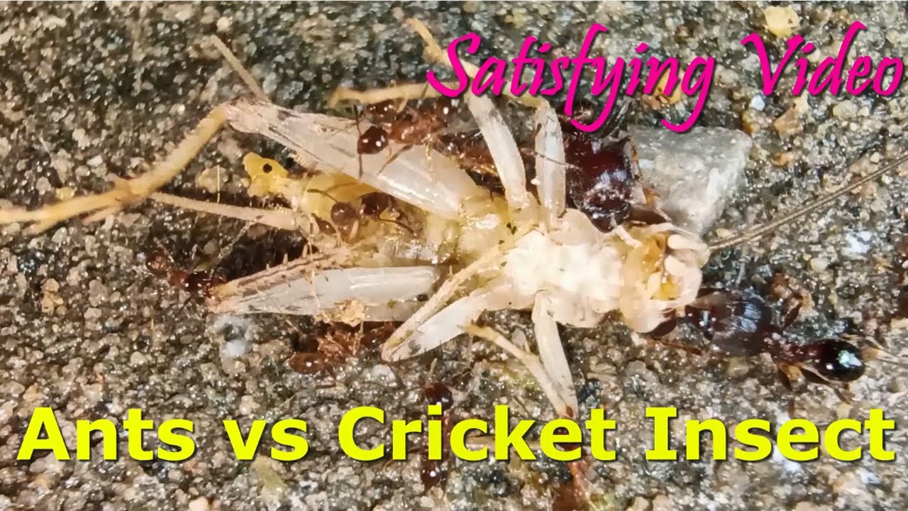 Ants vs Cricket - YouTube