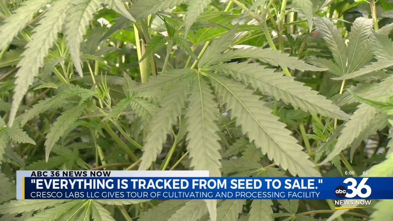 Cannabis processing facility gives tour - YouTube