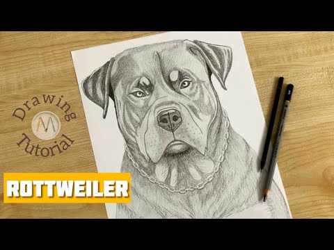 How to draw a Dog Rottweiler / How to draw a Rottweiler Face - YouTube