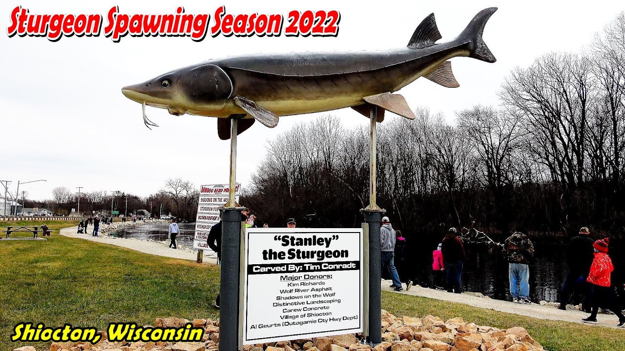 Sturgeon Spawning Season, Spring 2022 - YouTube