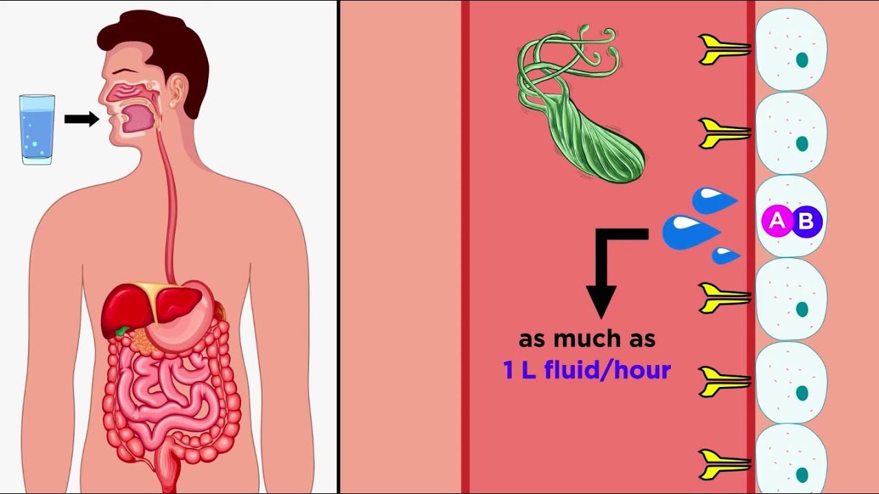 Cholera: Vibrio cholerae O1 and O139 - YouTube
