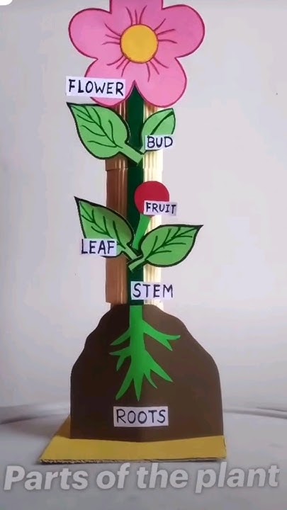 day16 parts of a plant project #project #teachingtips #learning # ...