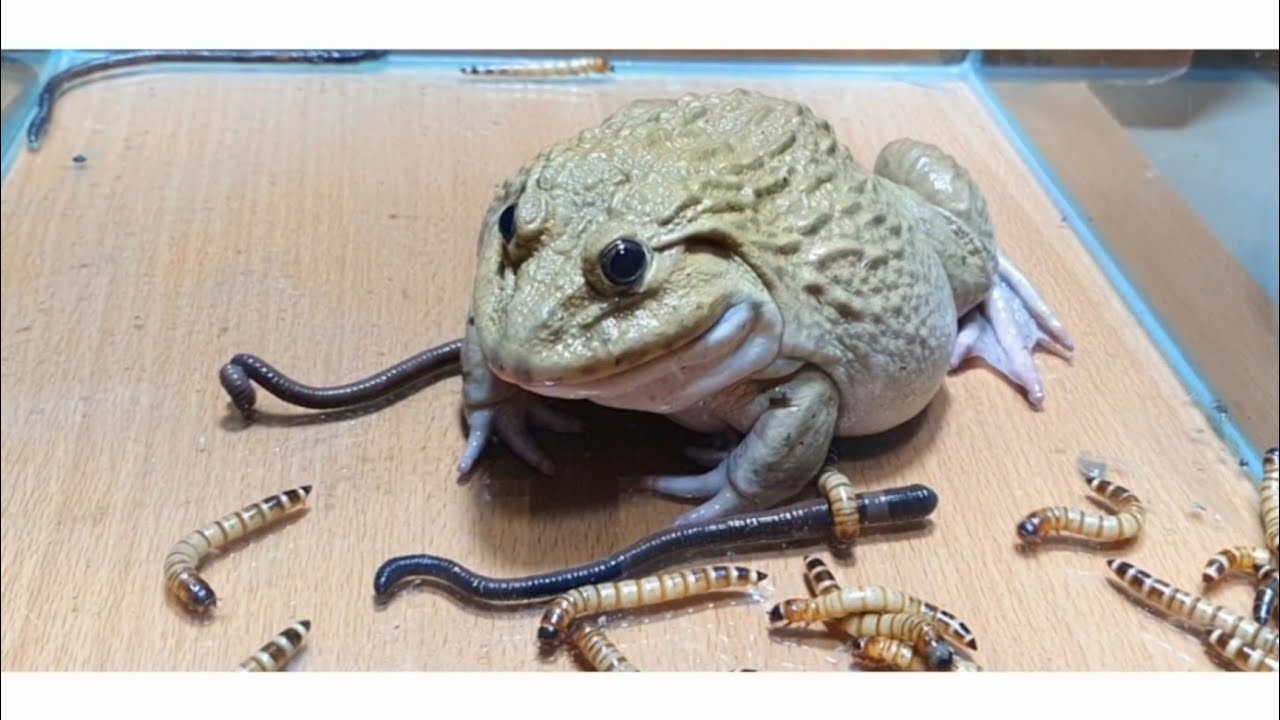 wow 🐸 frog eat worms😱😱my frog funny frog - YouTube