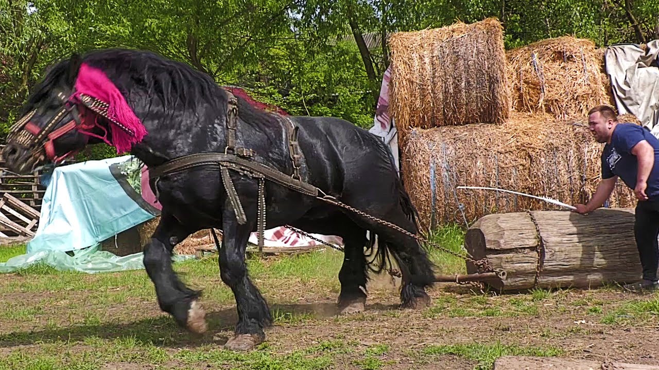 Cai probe de tracțiune dl. Grigore Iacoban de la Soloneț 2021 - YouTube