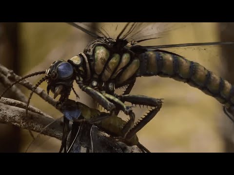 Meganeura - Das Größte Insekt Aller Zeiten / Dokumentation