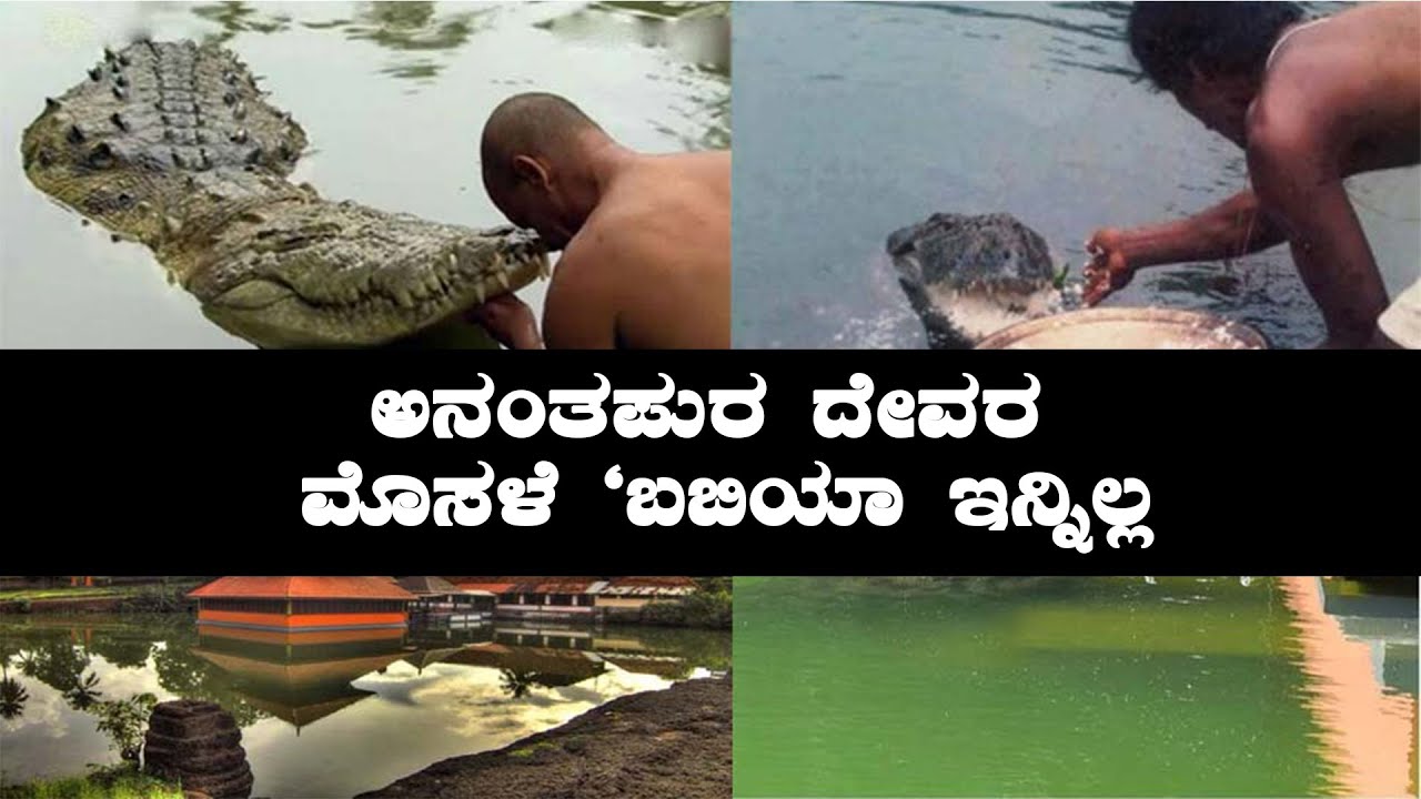Ananthapura Temple Kumbla Kasaragod ದೇವರ ಮೊಸಳೆ "ಬಬಿಯಾ" ಇನ್ನಿಲ್ಲ Babiya ...
