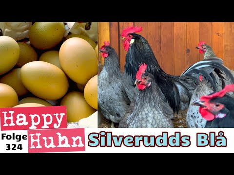 Silverudds Blå Hühner im Rasseportrait von Geschichte, Haltung bis Legeleistung! HAPPY HUHN E 324
