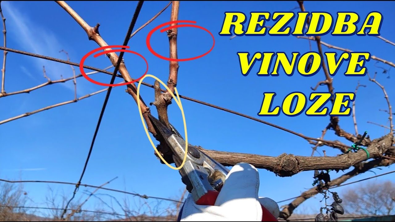 Rezidba vinove loze na pergoli - Video za početnike - YouTube