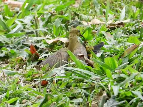 Sunbird fighting 14 March 2019 - YouTube