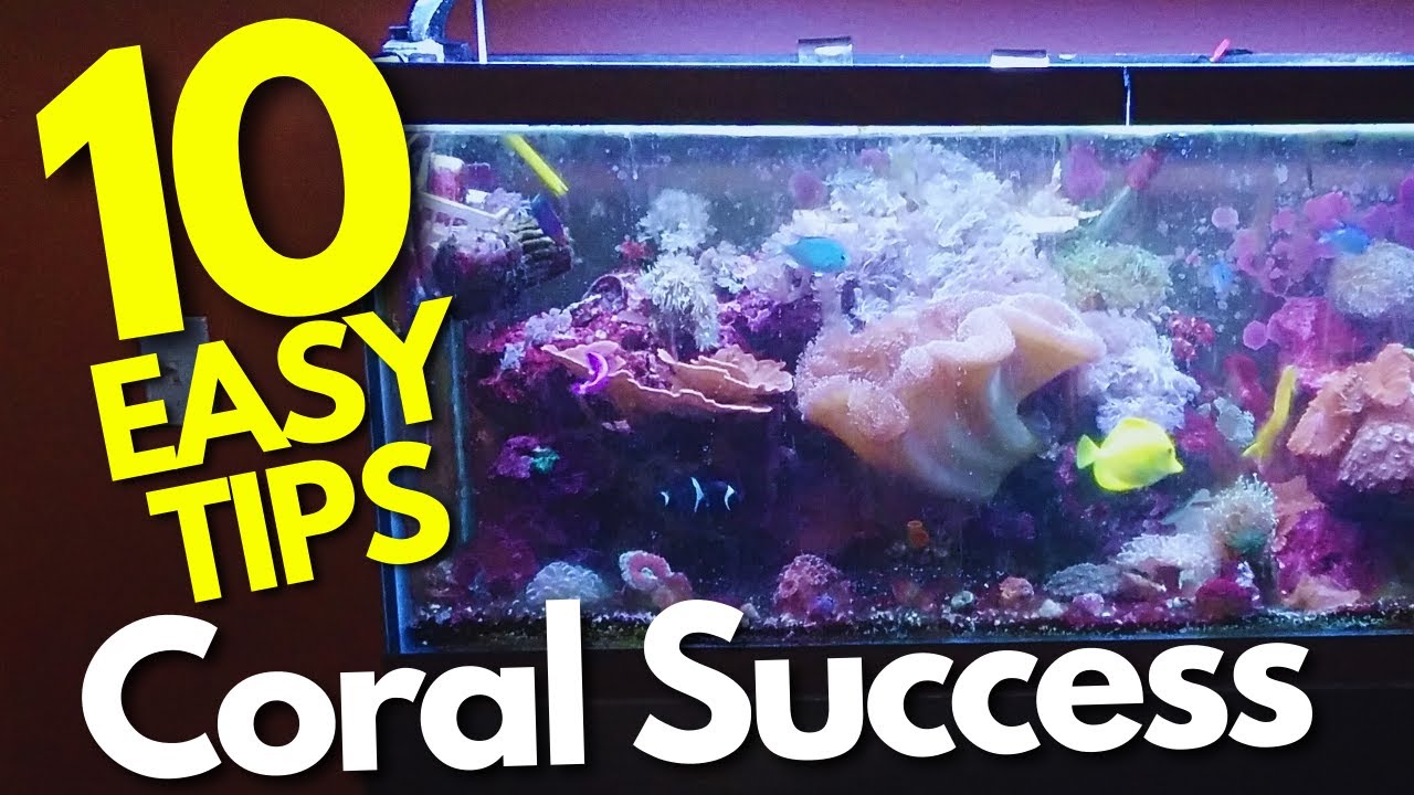 10 EASY Ways To Be Successful With Corals In Your Reef Tank! - YouTube