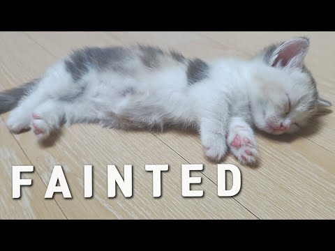 My Baby Cat Fainted after Pooing!!! - YouTube