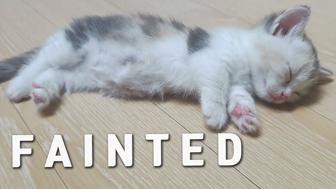 Fainted Cat
