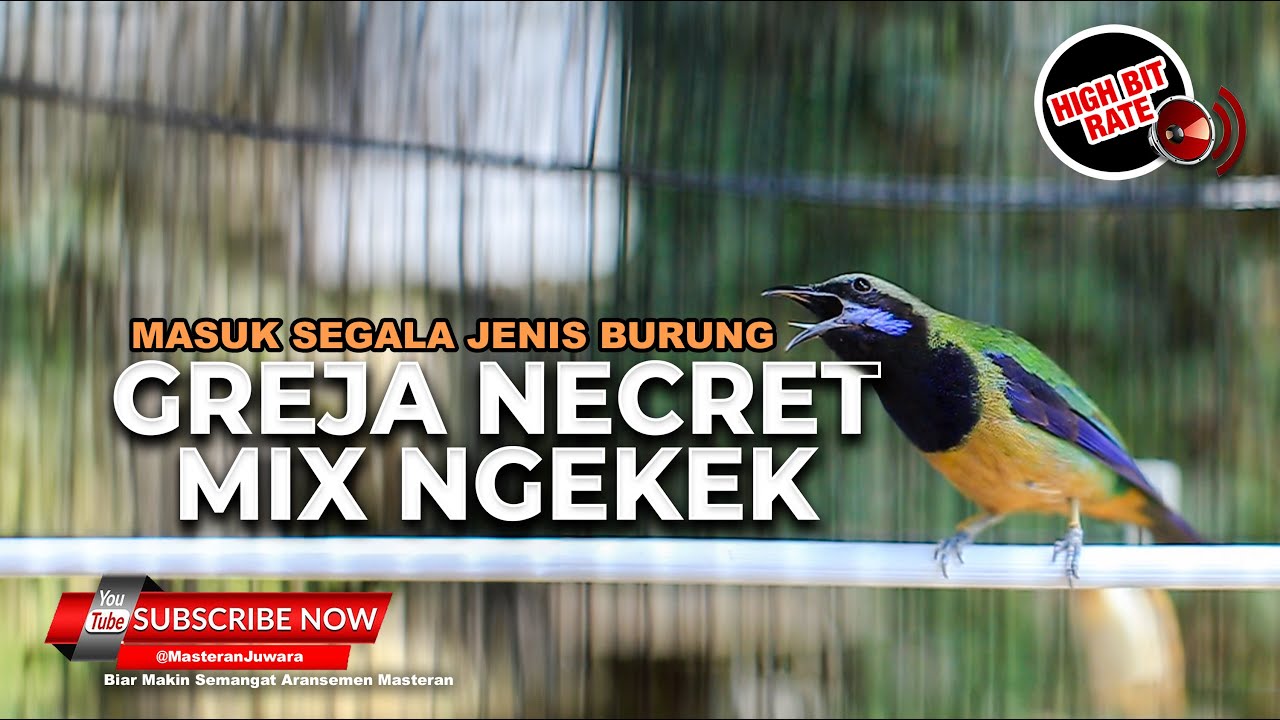 🔴Masteran Greja Necret Sambung Ngekek Materi Cucak Cungkok Gacor Volume ...