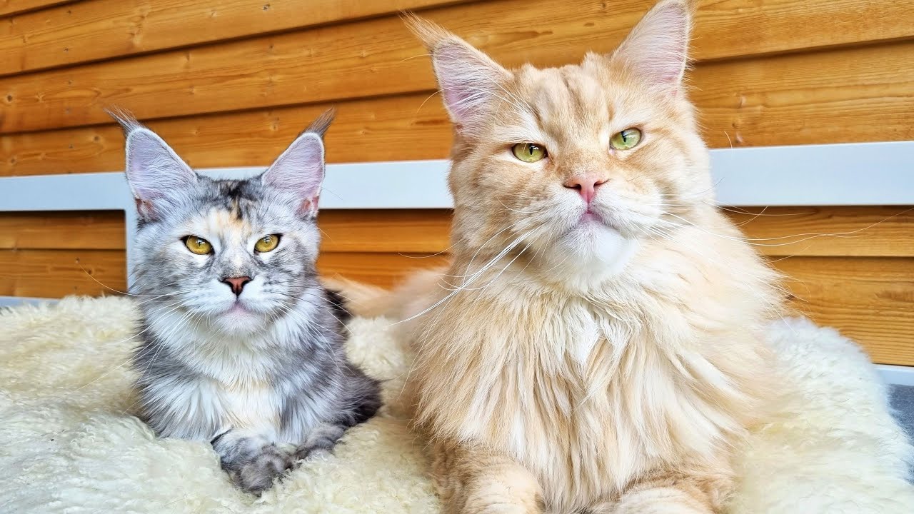 Who Wants to Have Fun With Big Maine Coon Buster? - YouTube