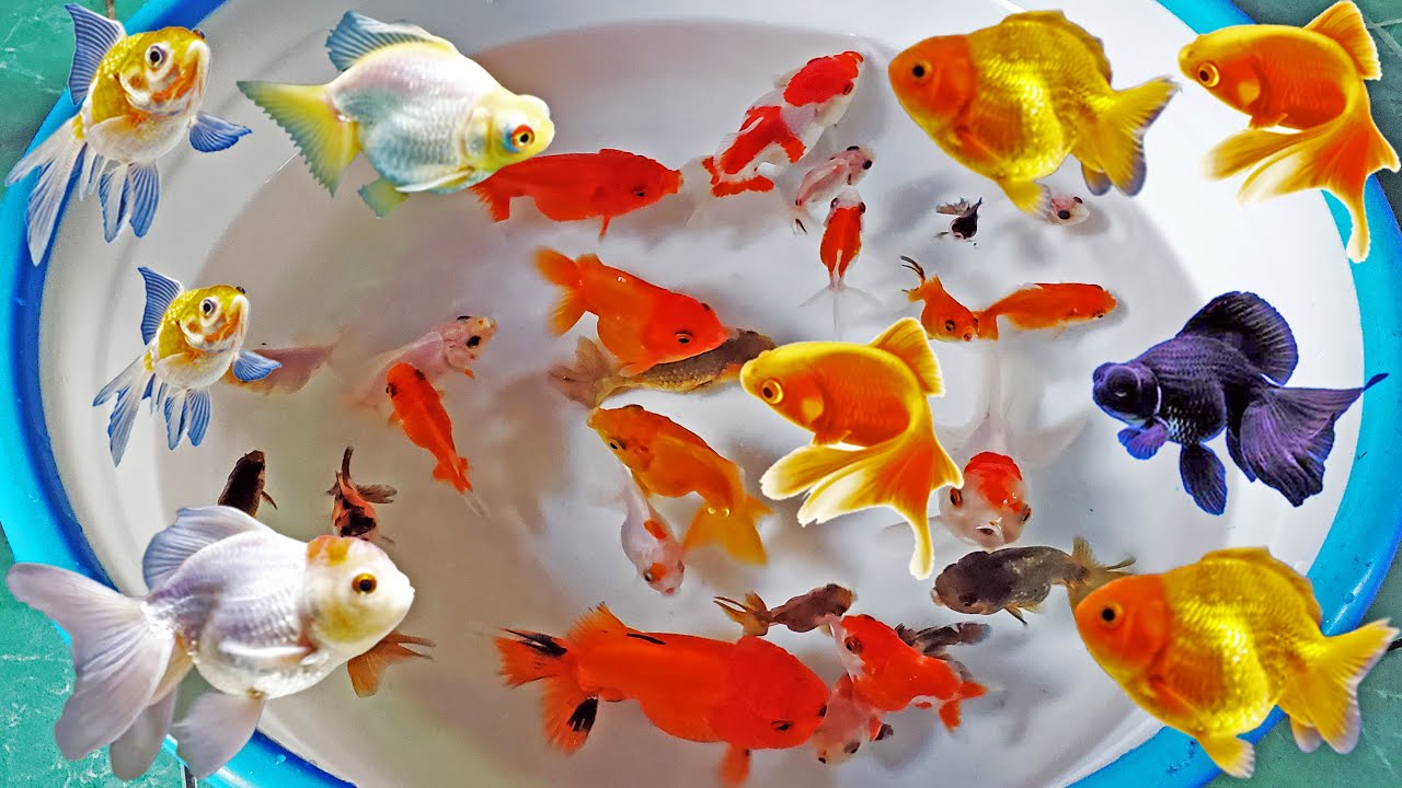 KOLEKSI Ikan Mas Koki, Koki Oranda, Koki Ranchu, Koki Panda, Koki Tri ...