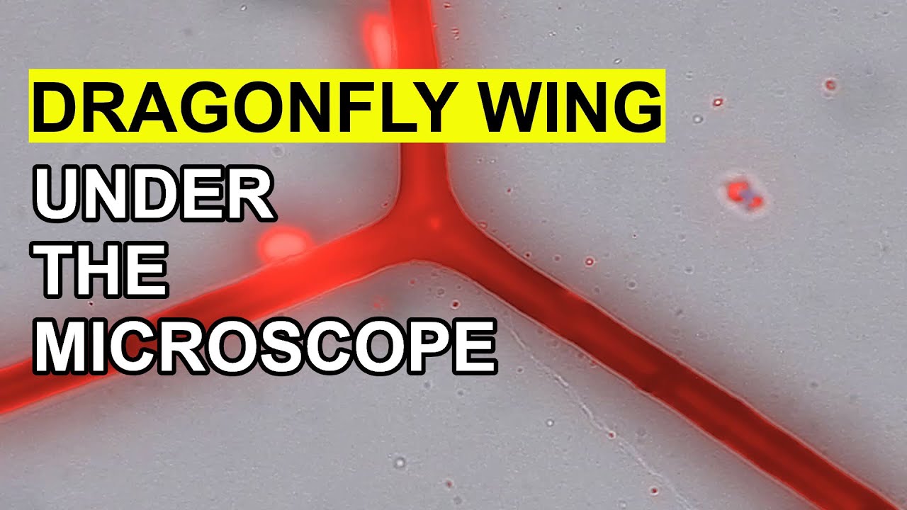 Dragonfly Wing under the Microscope - YouTube