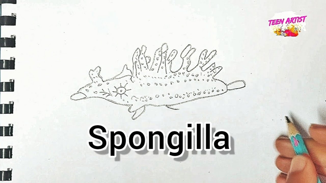 Spongilla Drawing | How to draw spongilla diagram practical drawing ...