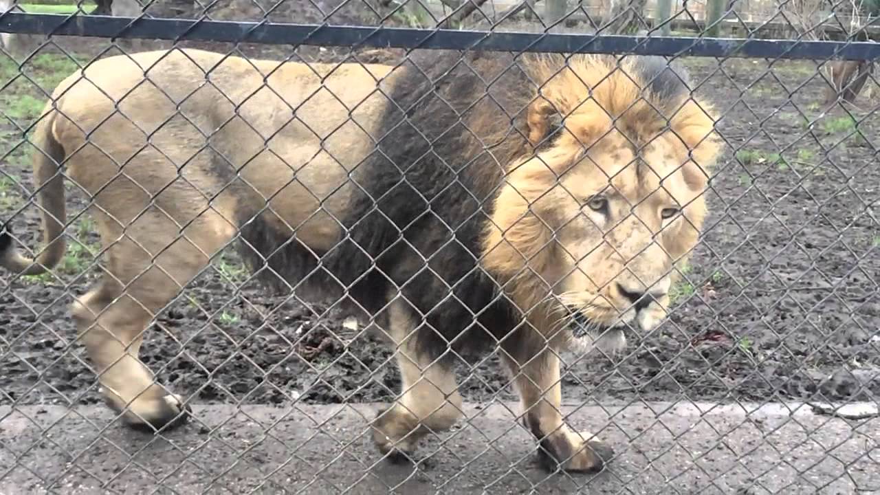 A Lion Pacing - YouTube