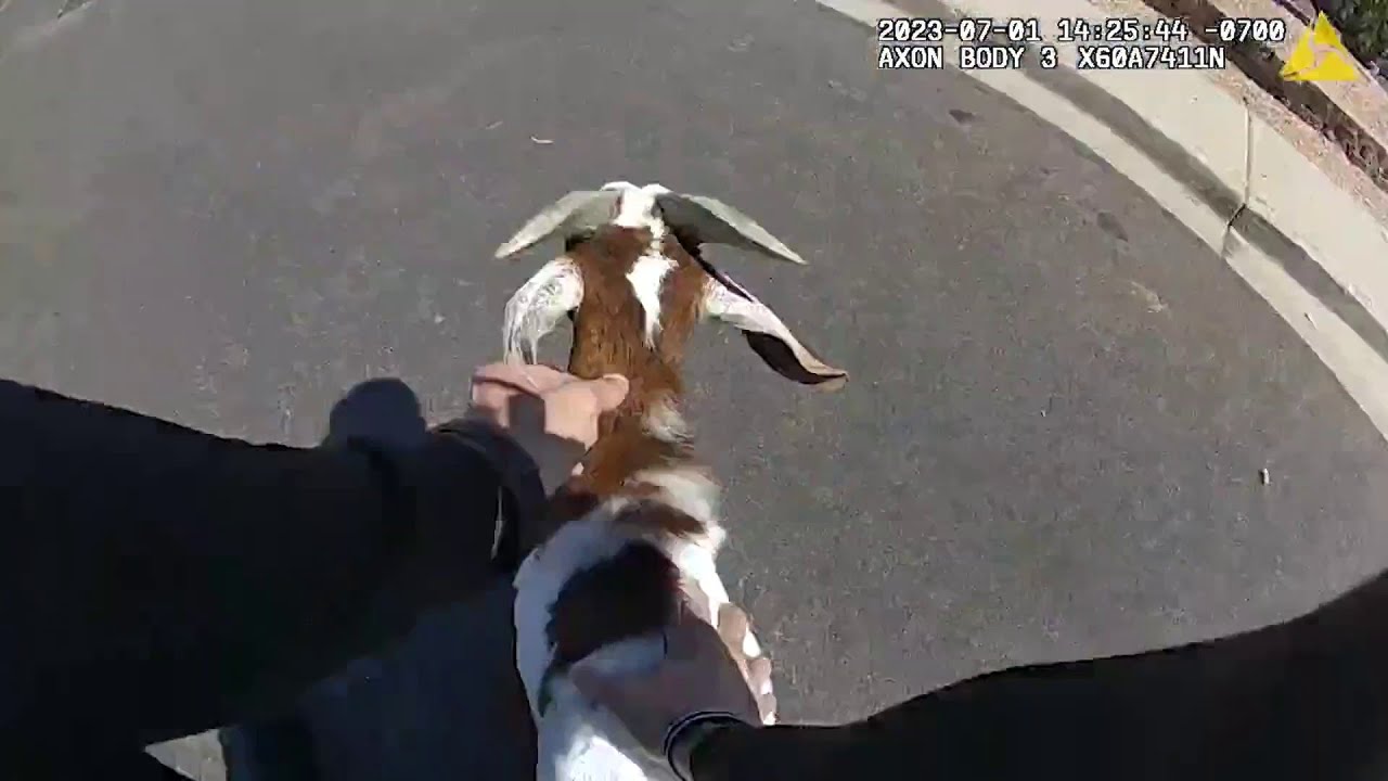 Officers wrangle runaway goats on wild chase - YouTube