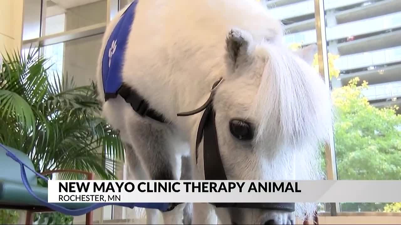 Munchkin: The New Mayo Clinic Mini-Therapy Horse - YouTube