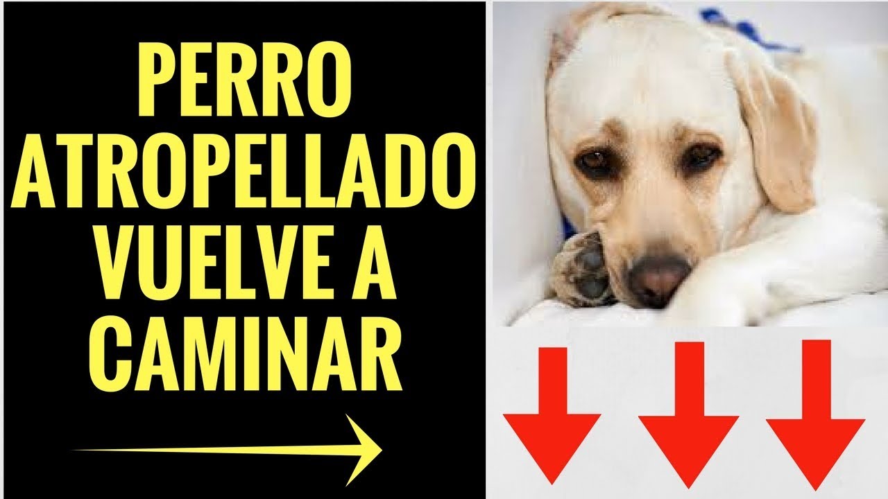 Perro Atropellado Vuelve a Caminar con la Ayuda de Previcox 227 - YouTube