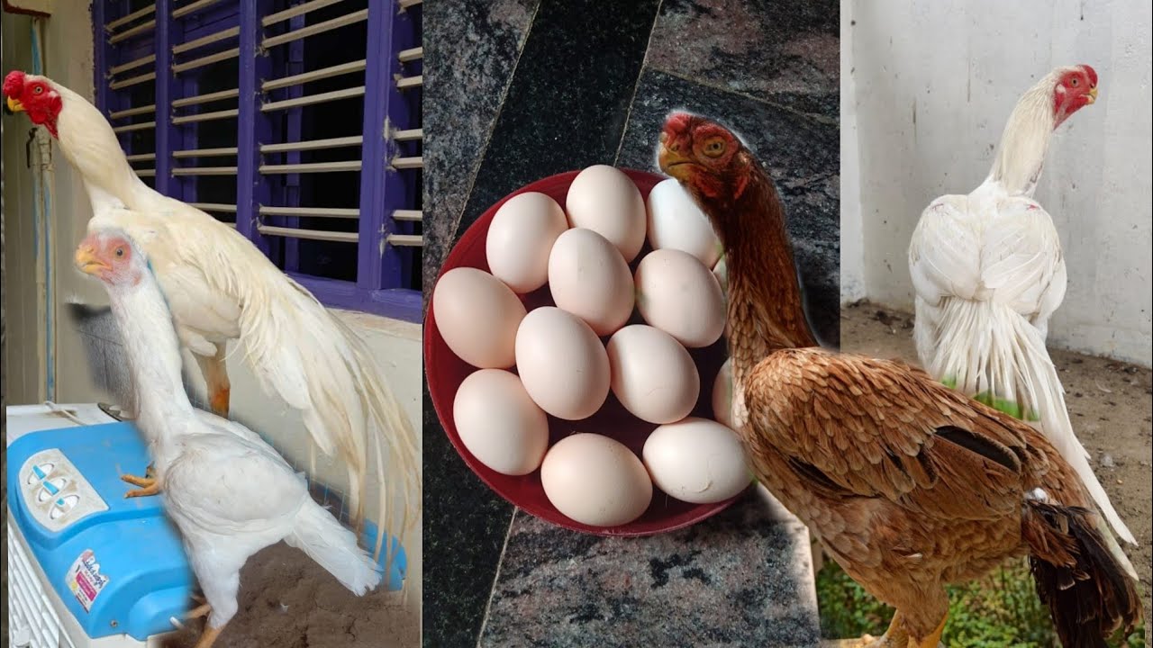 Eggs 🐣 - 03 || Parrot Beak Long Tail chickens eggs - YouTube