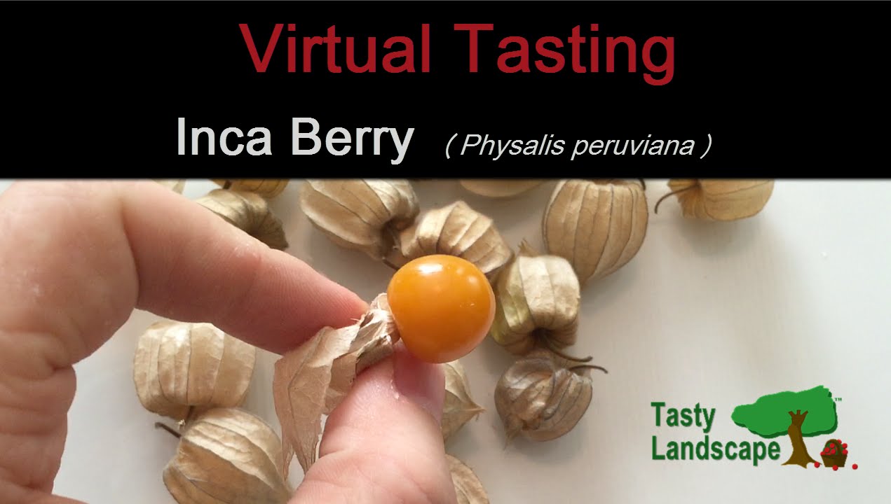 Virtual tasting of the Inca Berry - YouTube
